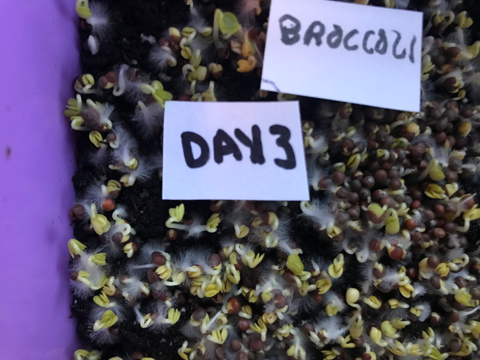 My Favorite Microgreens to Grow: Broccoli, Radish & Clover | Self ...