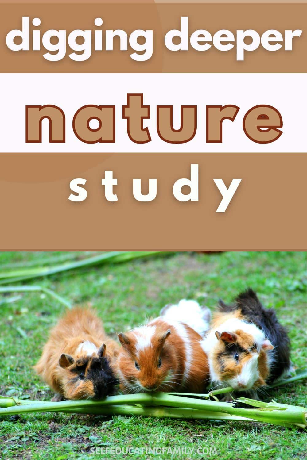 Digging Deeper with Charlotte Mason Nature Study | Self Educating Family