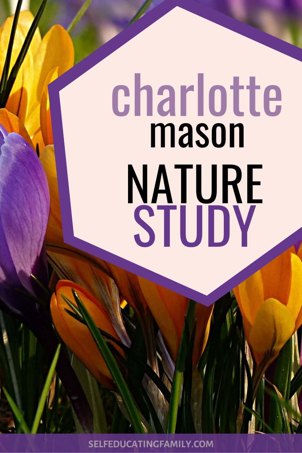 What is Nature Study? The Basics | Self Educating Family
