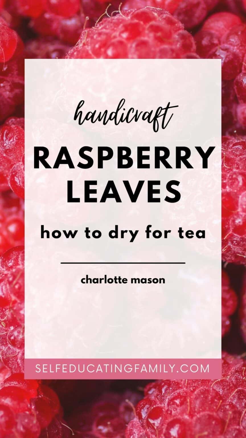 How to Dry Raspberry Leaves | Self Educating Family