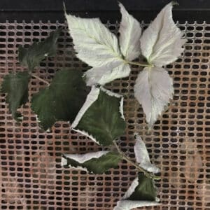 How to Dry Raspberry Leaves | Self Educating Family