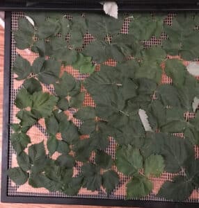 How to Dry Raspberry Leaves | Self Educating Family