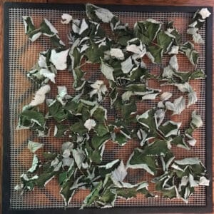 How to Dry Raspberry Leaves | Self Educating Family