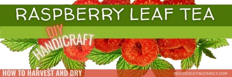 How to Dry Raspberry Leaves | Self Educating Family