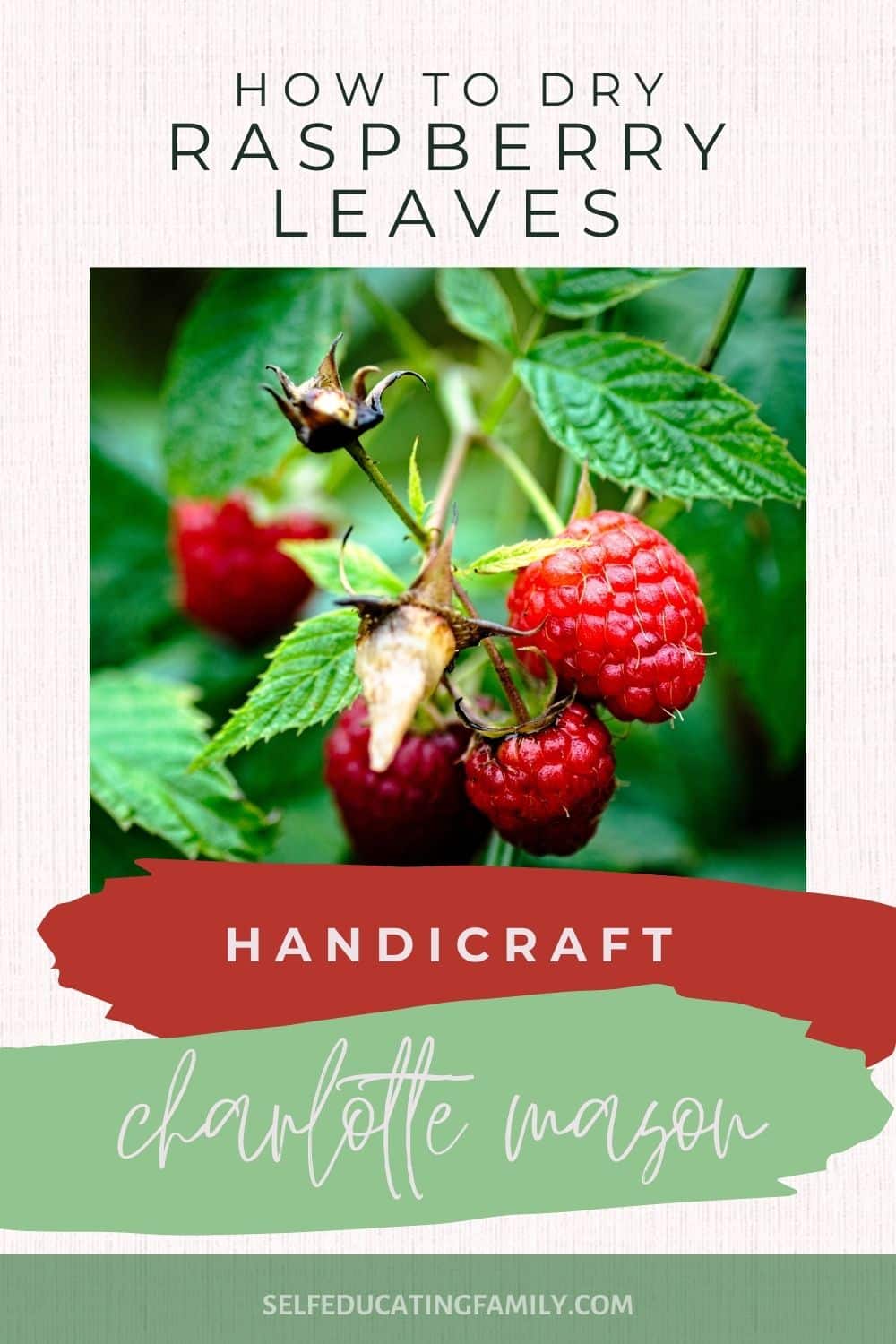 How to Dry Raspberry Leaves | Self Educating Family