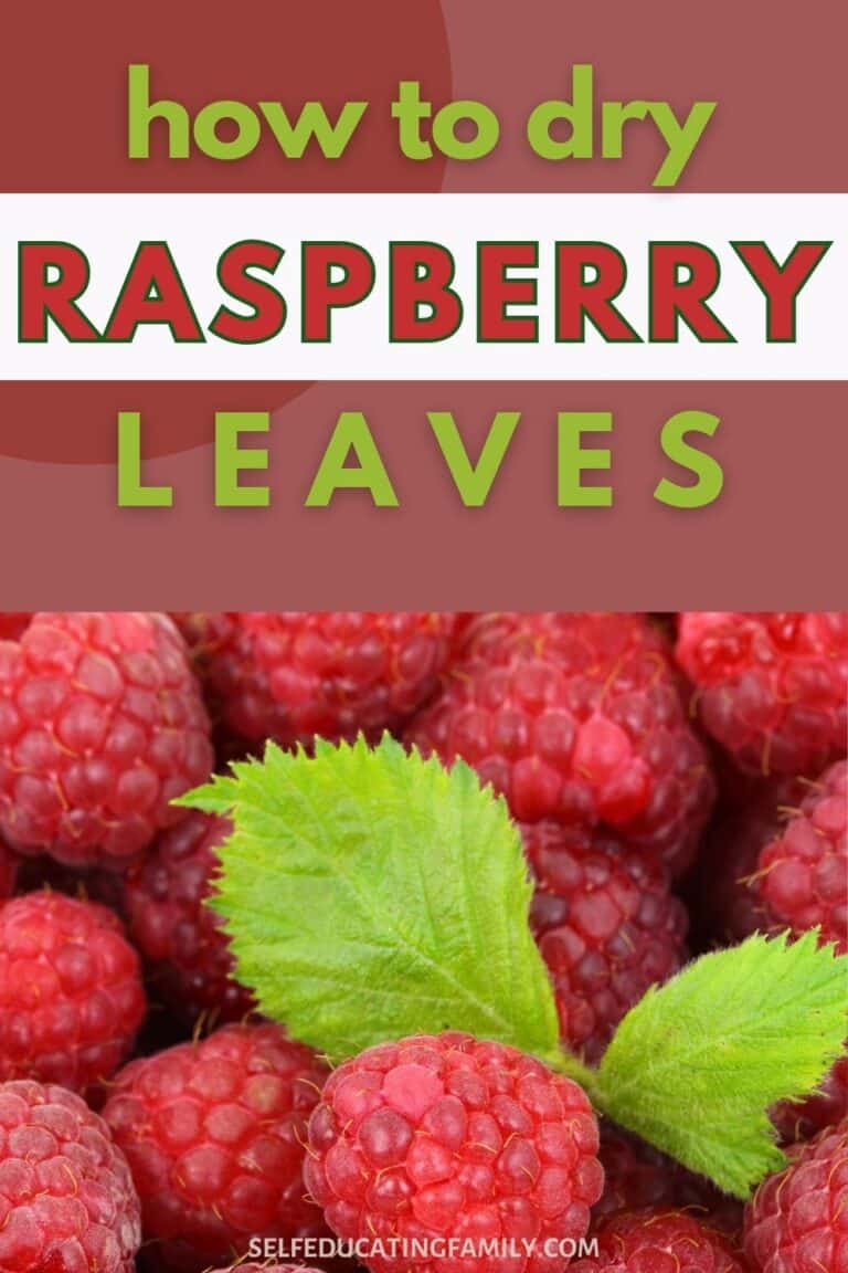 How to Dry Raspberry Leaves | Self Educating Family