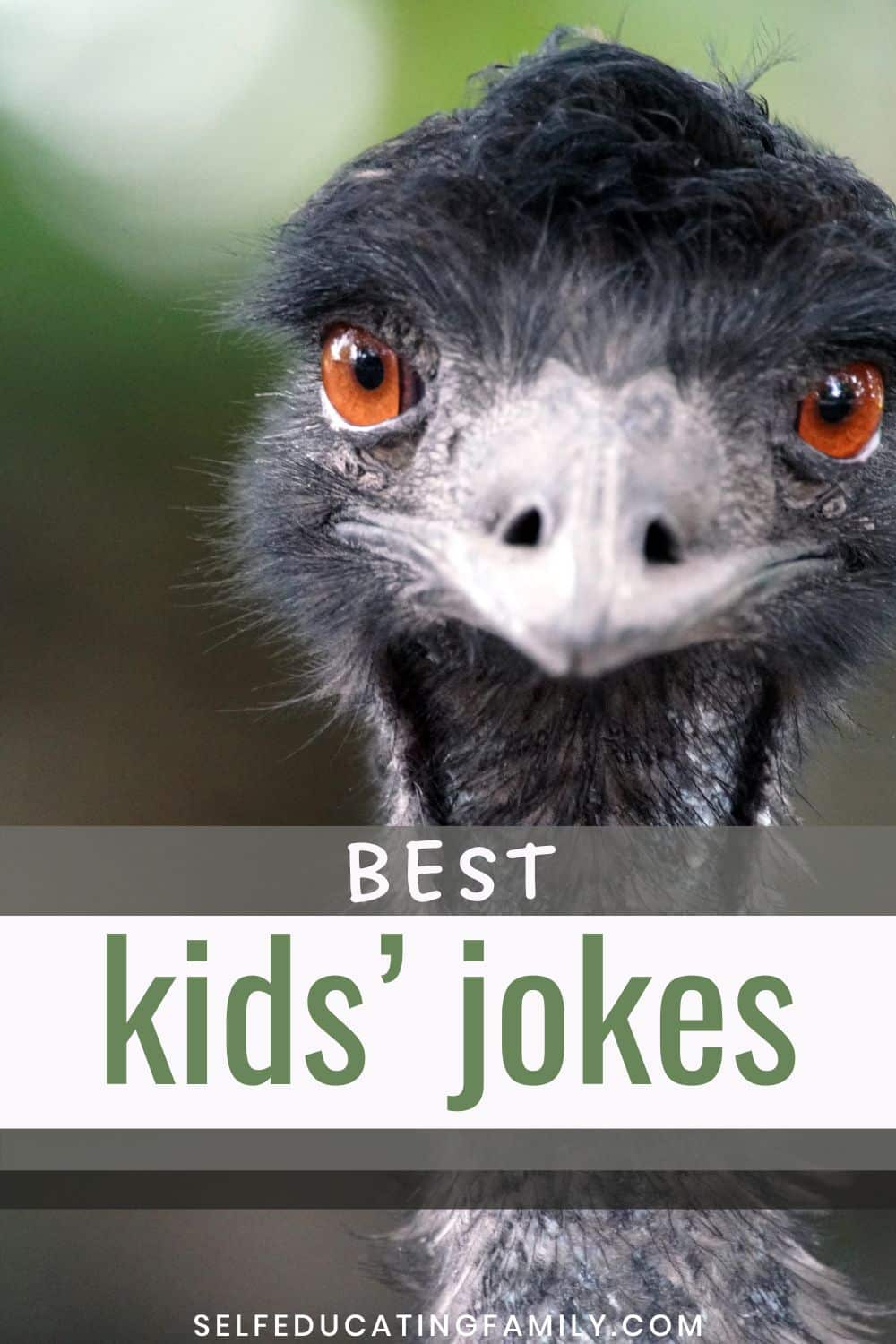 Best Kids' Jokes | Self Educating Family
