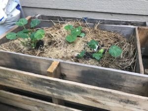 Container Gardening for Vegetables | Self Educating Family